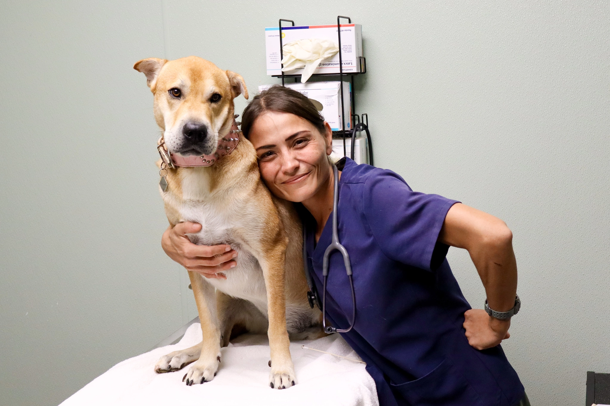 Veterinary Services - Kaua’i Humane Society
